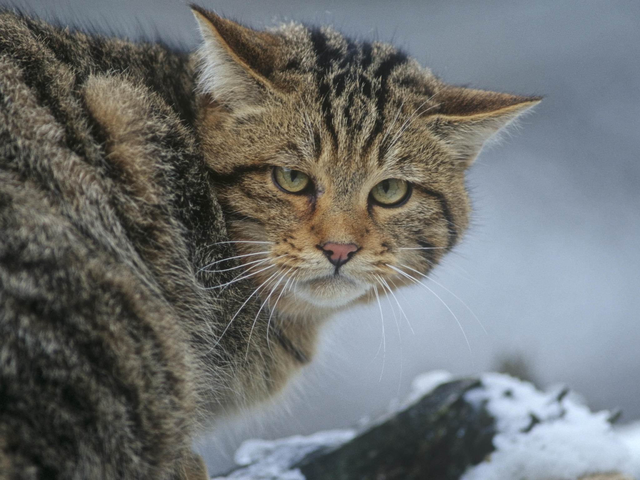 Wildtiere im - Nationalpark Arnsberg Wald